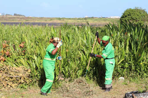 CEPEP: We reduced workers’ salaries by 33.3% to ensure there’s no job ...